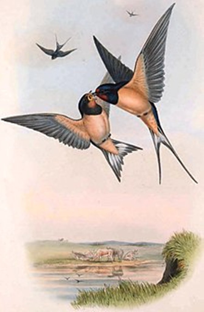 Poveste: Doua randunele – Poezii pentru sufletul meu