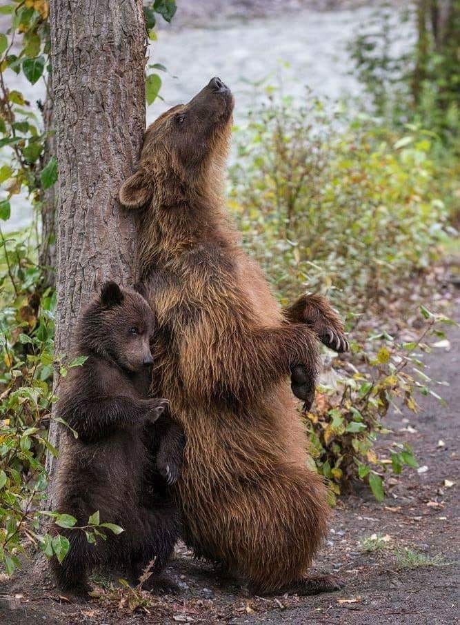 Ursul Balu – Poezii pentru sufletul meu