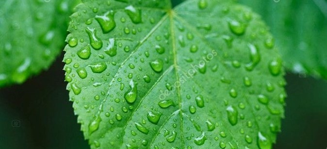 Frunza verde – Poezii pentru sufletul meu