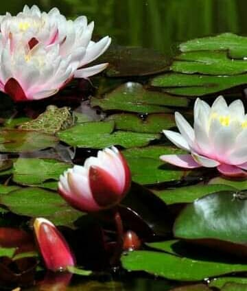 Flori de lotus – Poezii pentru sufletul meu